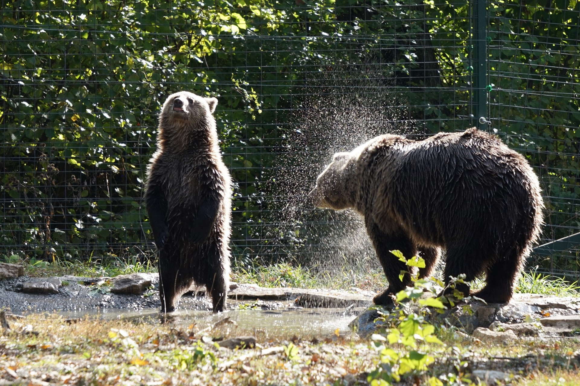 Französischer Film über den Bärenpark Zarnesti | bmt e.V.